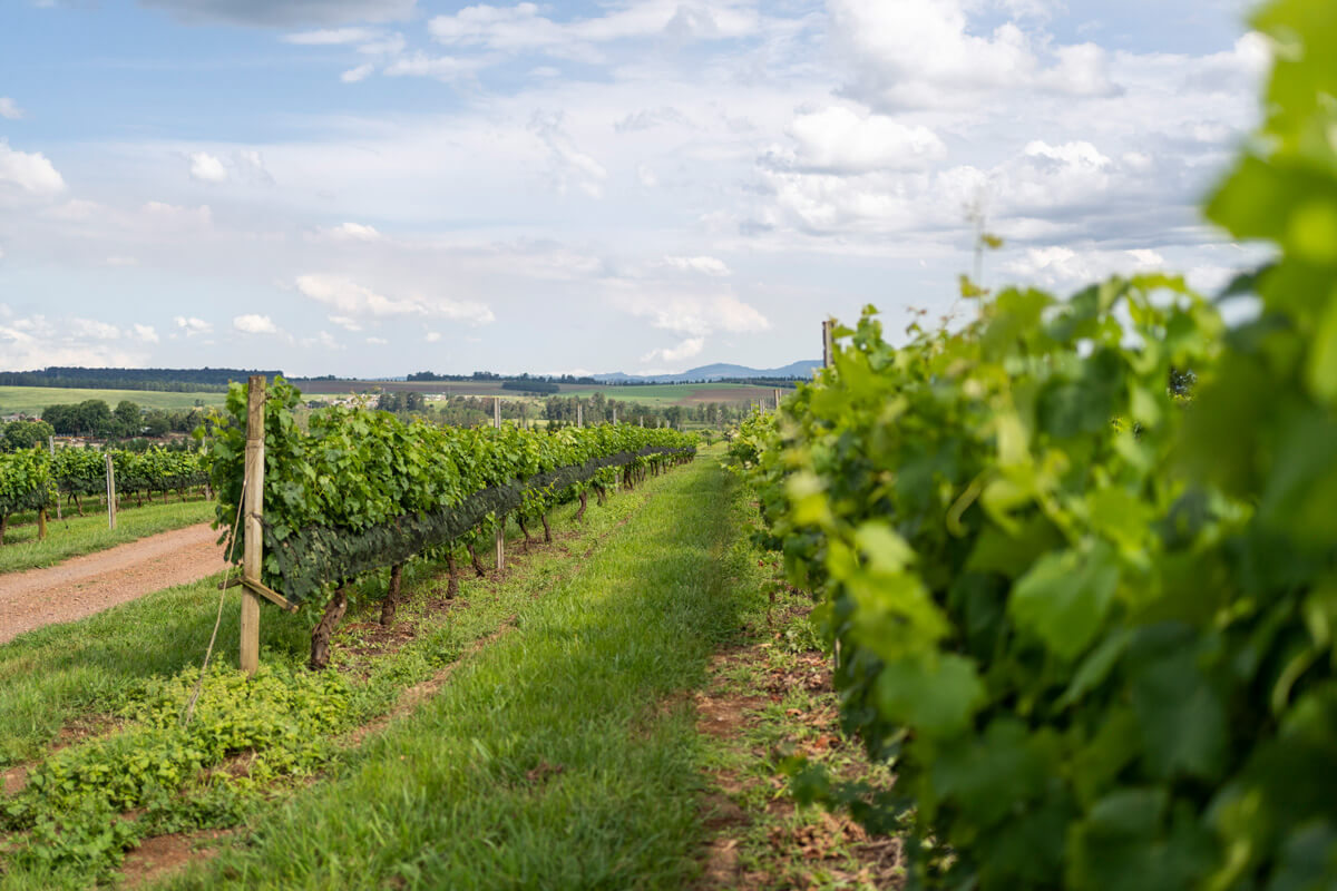 Die Midlands Meander in Südafrika - Die schönsten Highlights