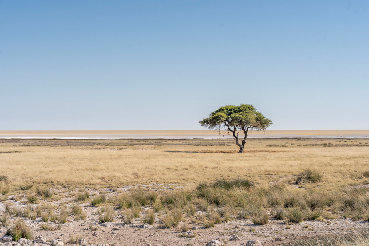 Etosha Nationalpark: Safari Tipps, Gates, Lodges & Wasserlöcher